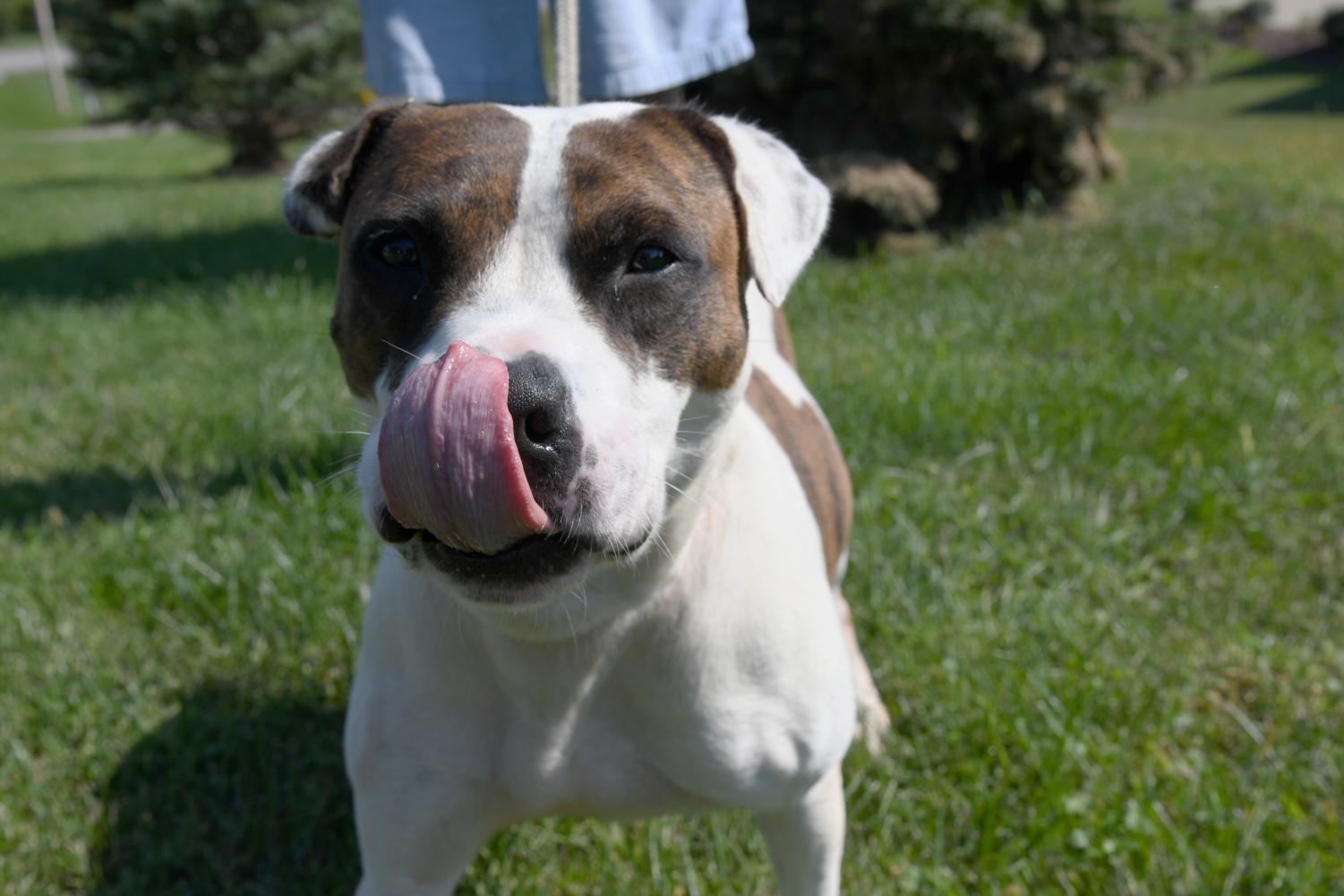 Furry Friend Friday: Bella needs a family – Y-City News